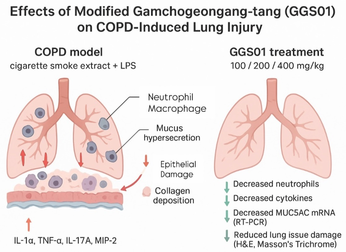 Effects of Modified Gamchogeongang-Tang on Lung Injury in a Chronic ...