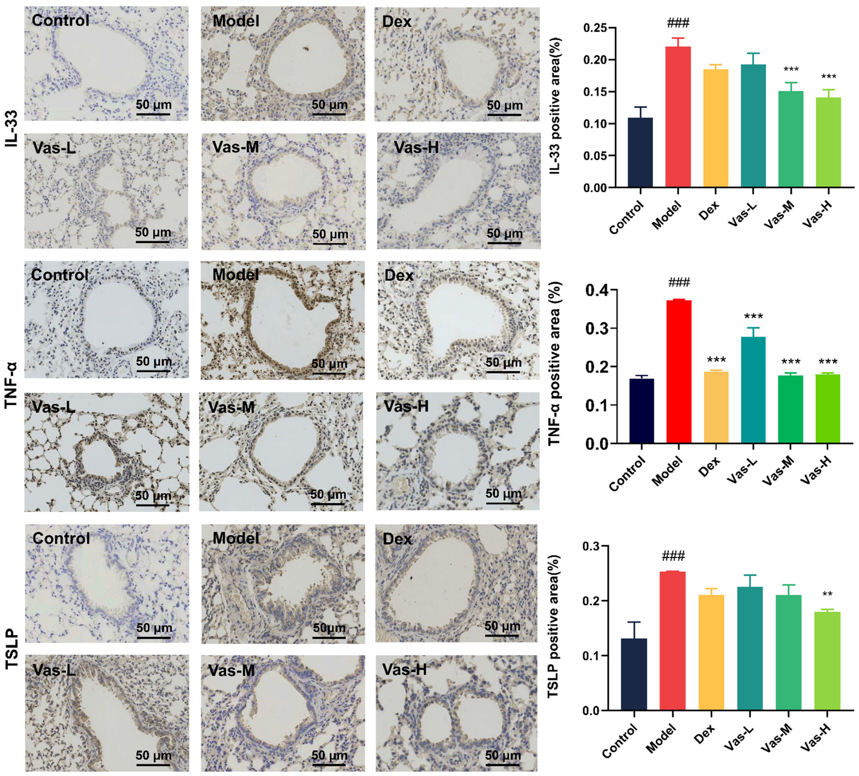 Vasicine Attenuates Allergic Asthma by Suppressing Mast Cell ...
