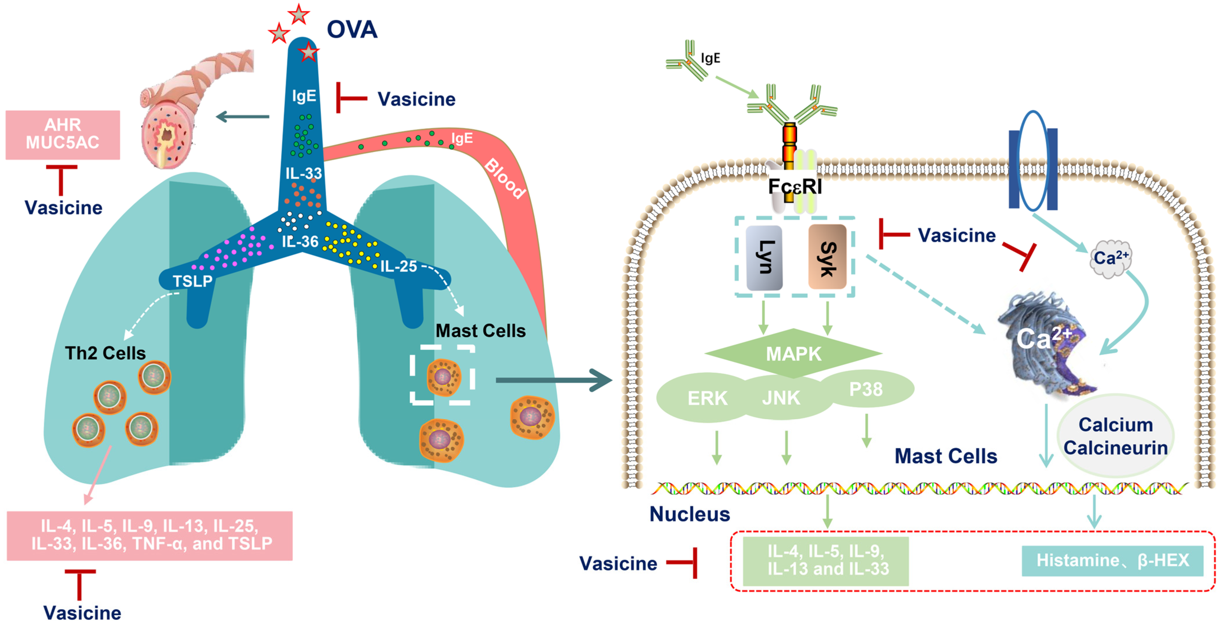 Vasicine Attenuates Allergic Asthma by Suppressing Mast Cell ...