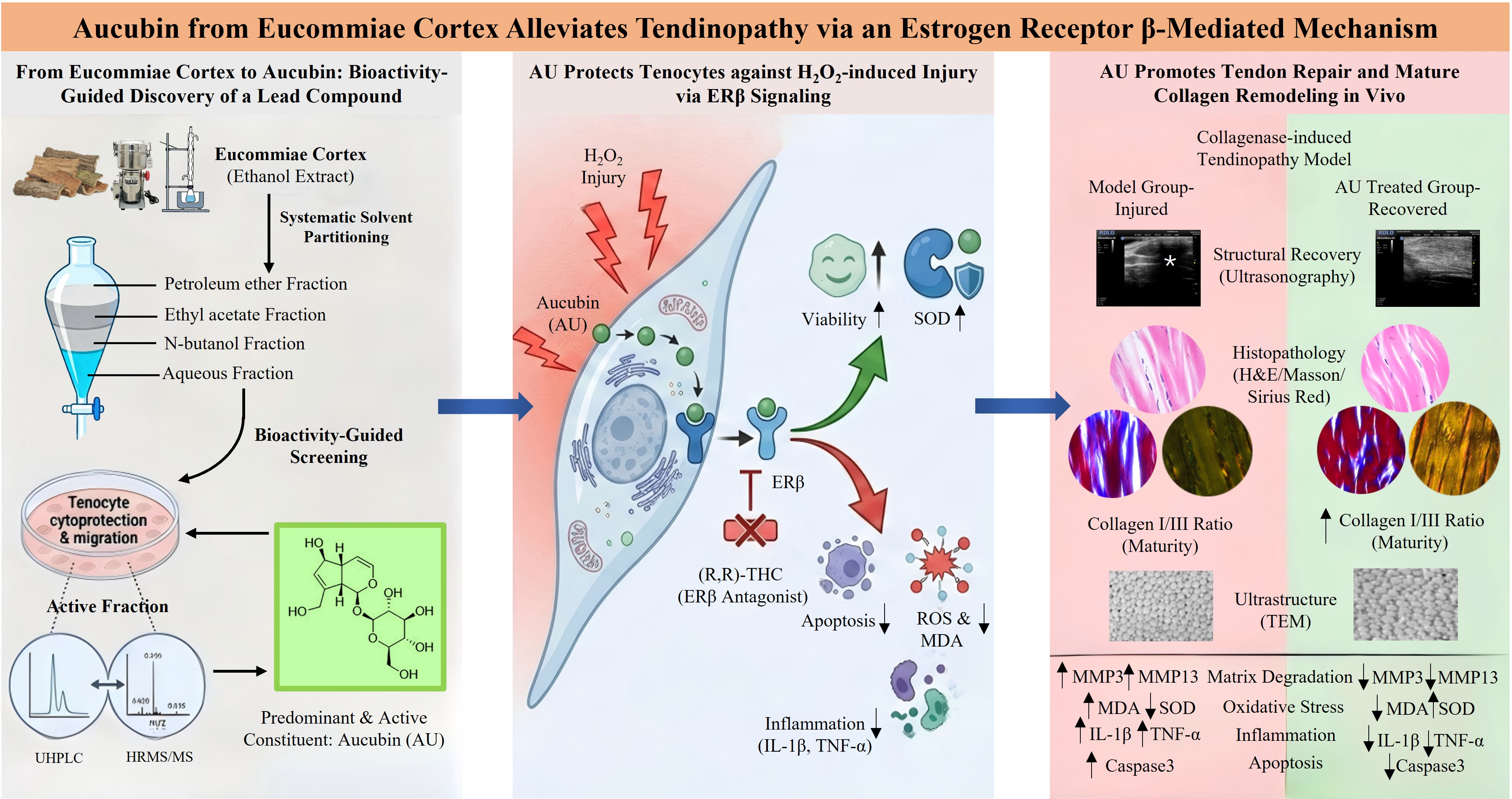 Aucubin from Eucommiae Cortex Alleviates Tendinopathy via an Estrogen ...