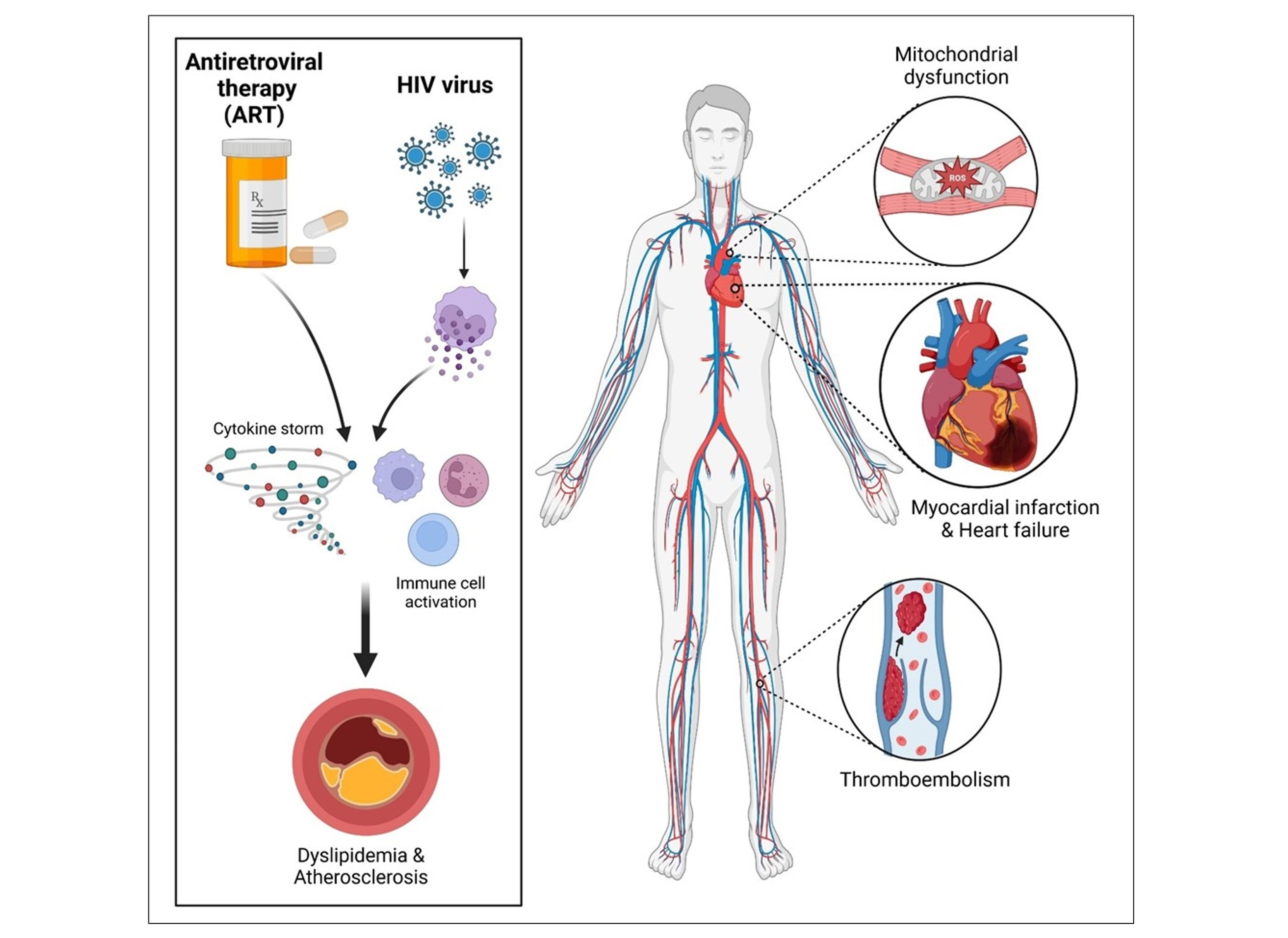 Antiviral Drugs in HIV and Cardiovascular Disease: Mechanistic Insights ...