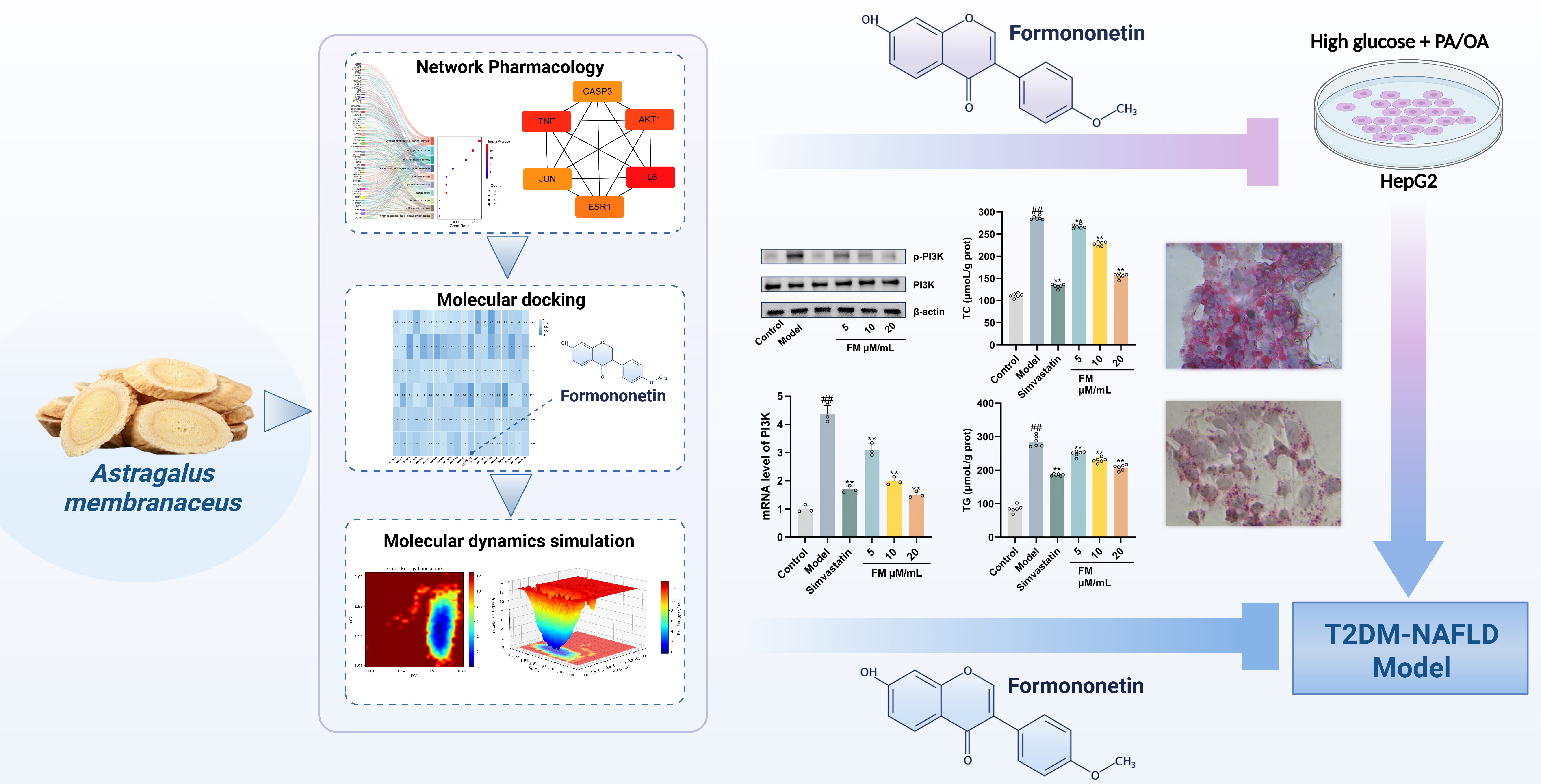 Mechanistic Investigation of Astragalus Root in the Management of T2DM ...