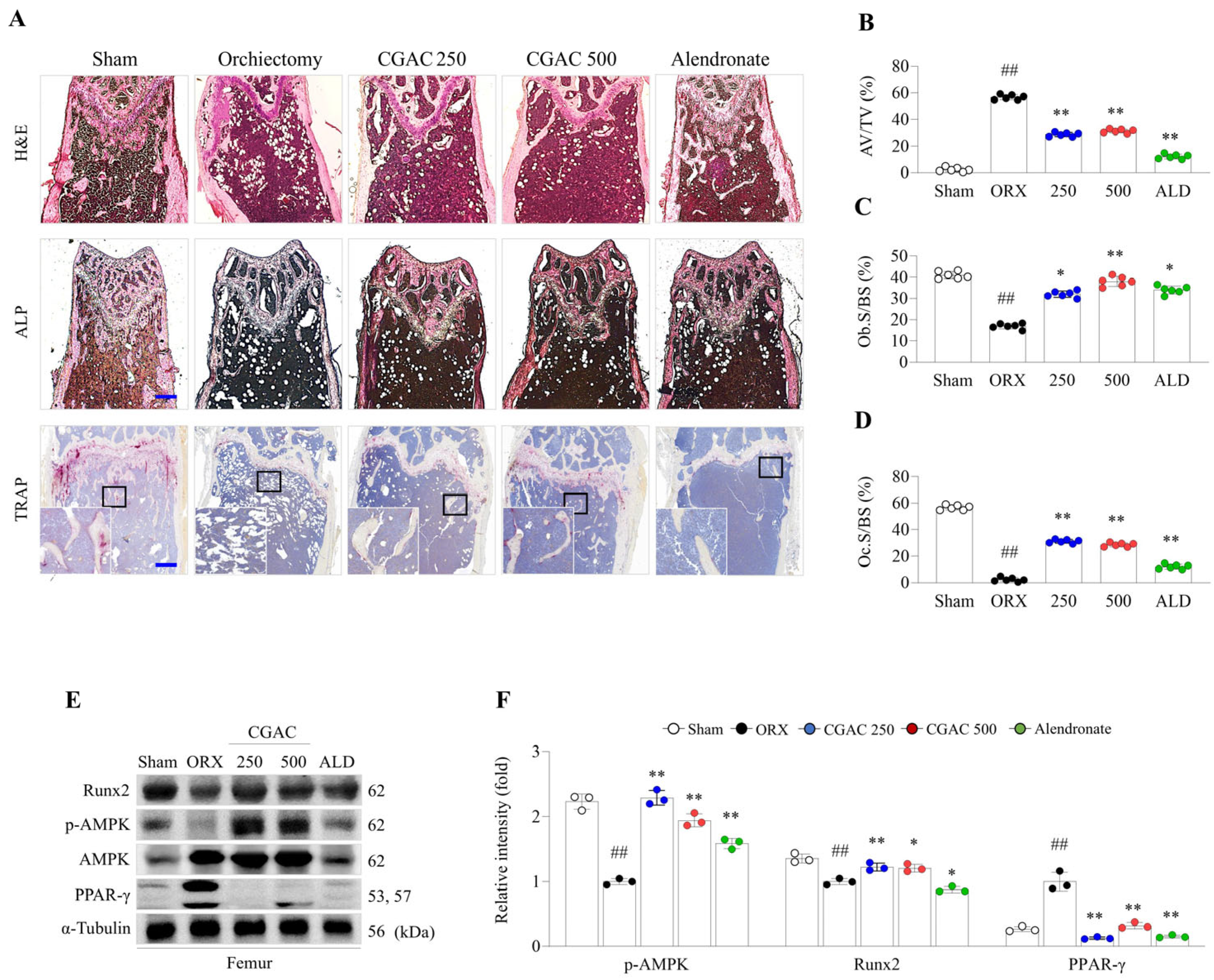 A Standard Herbal Formula, CGAC, Attenuates Bone Loss by Normalizing ...
