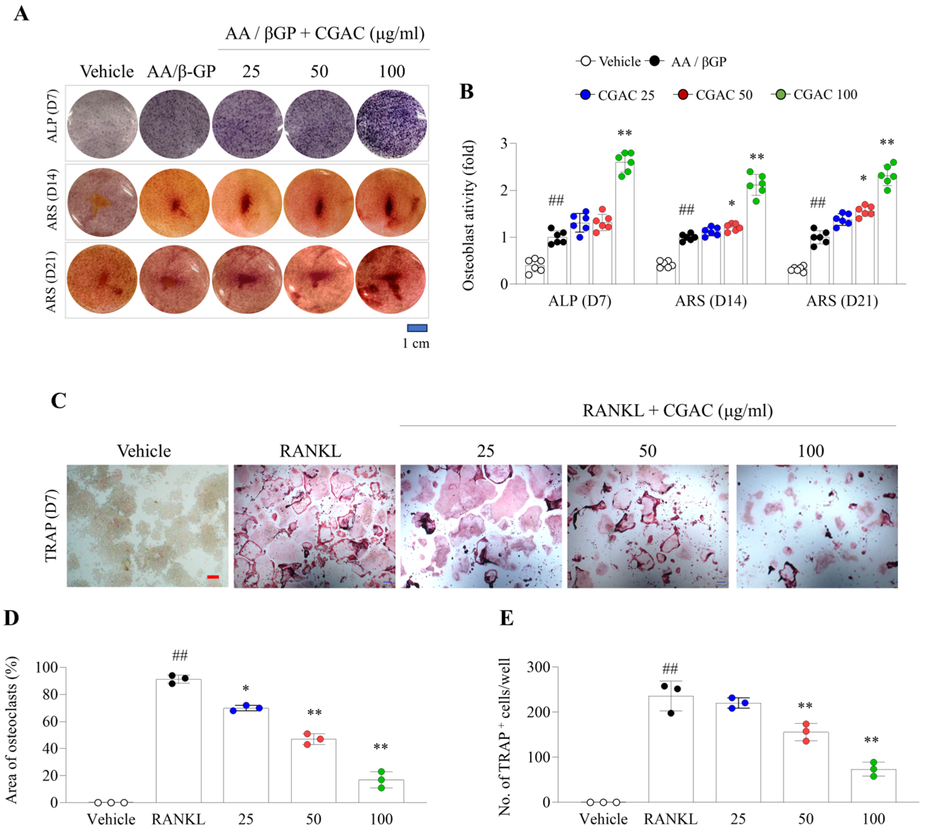 A Standard Herbal Formula, CGAC, Attenuates Bone Loss by Normalizing ...