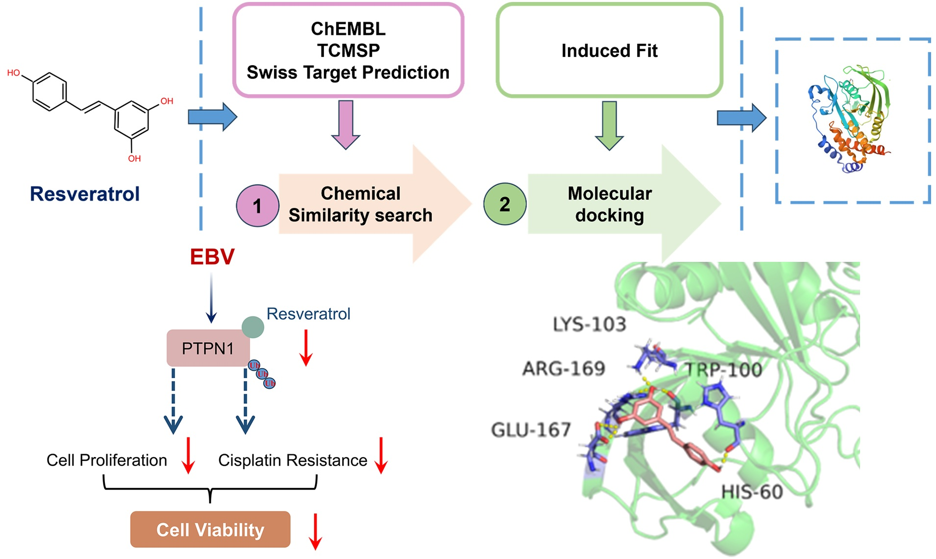 Resveratrol Induces Proteasomal Degradation of PTPN1 to Enhance ...
