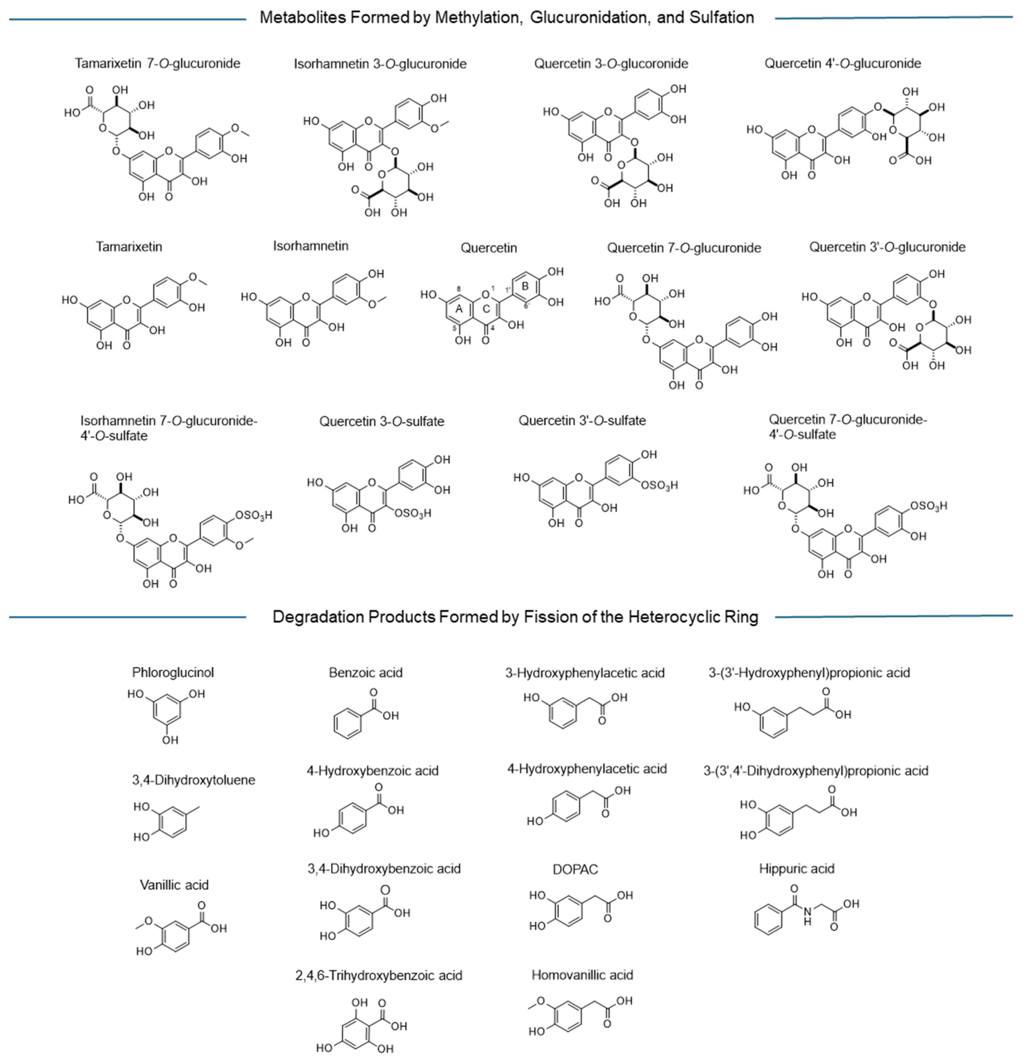 In Silico and In Vitro Evaluation of Quercetin Metabolites Binding to ...