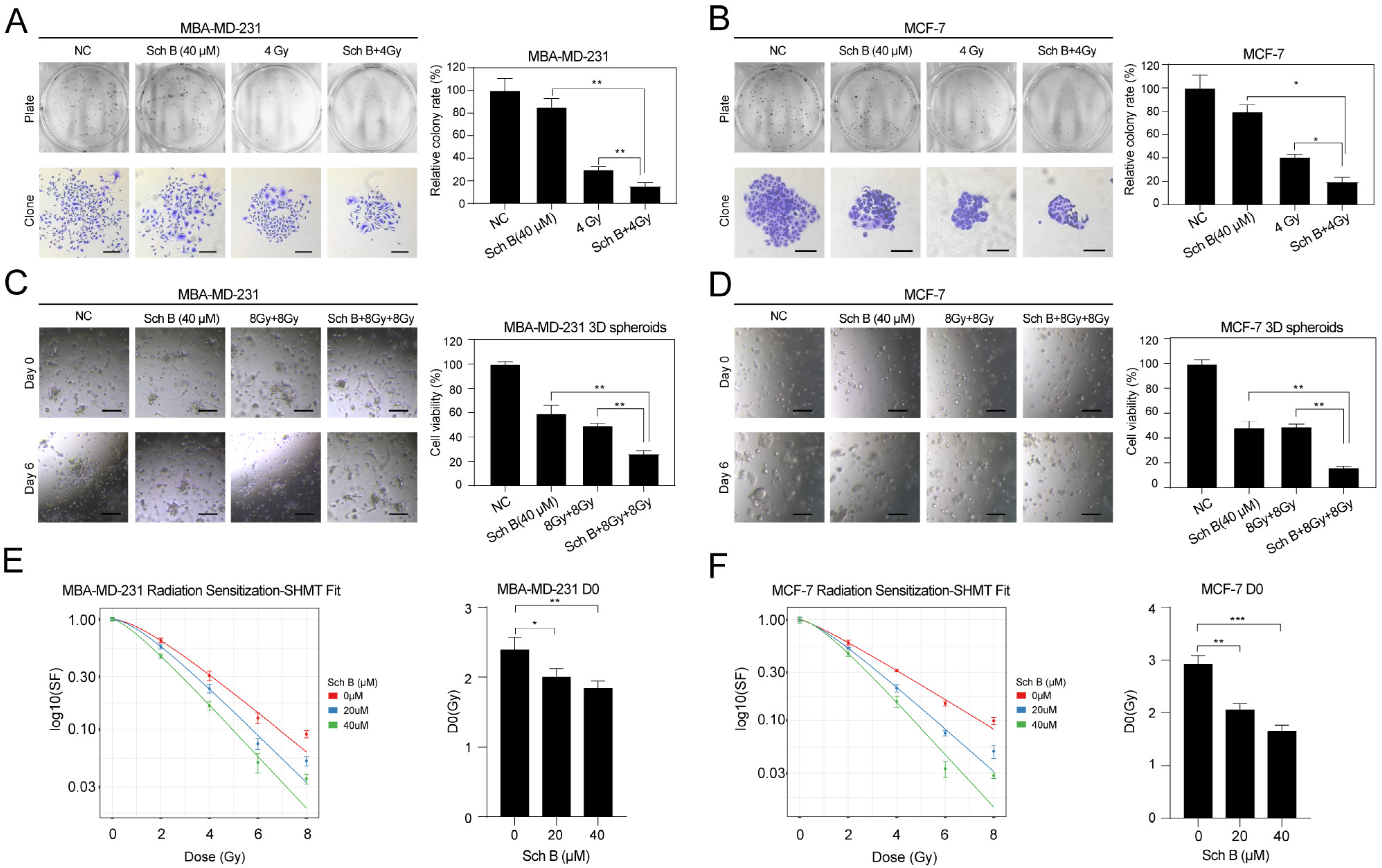 Schisandrin B Exerts Radiosensitizing Effects on Breast Cancer via Dual ...