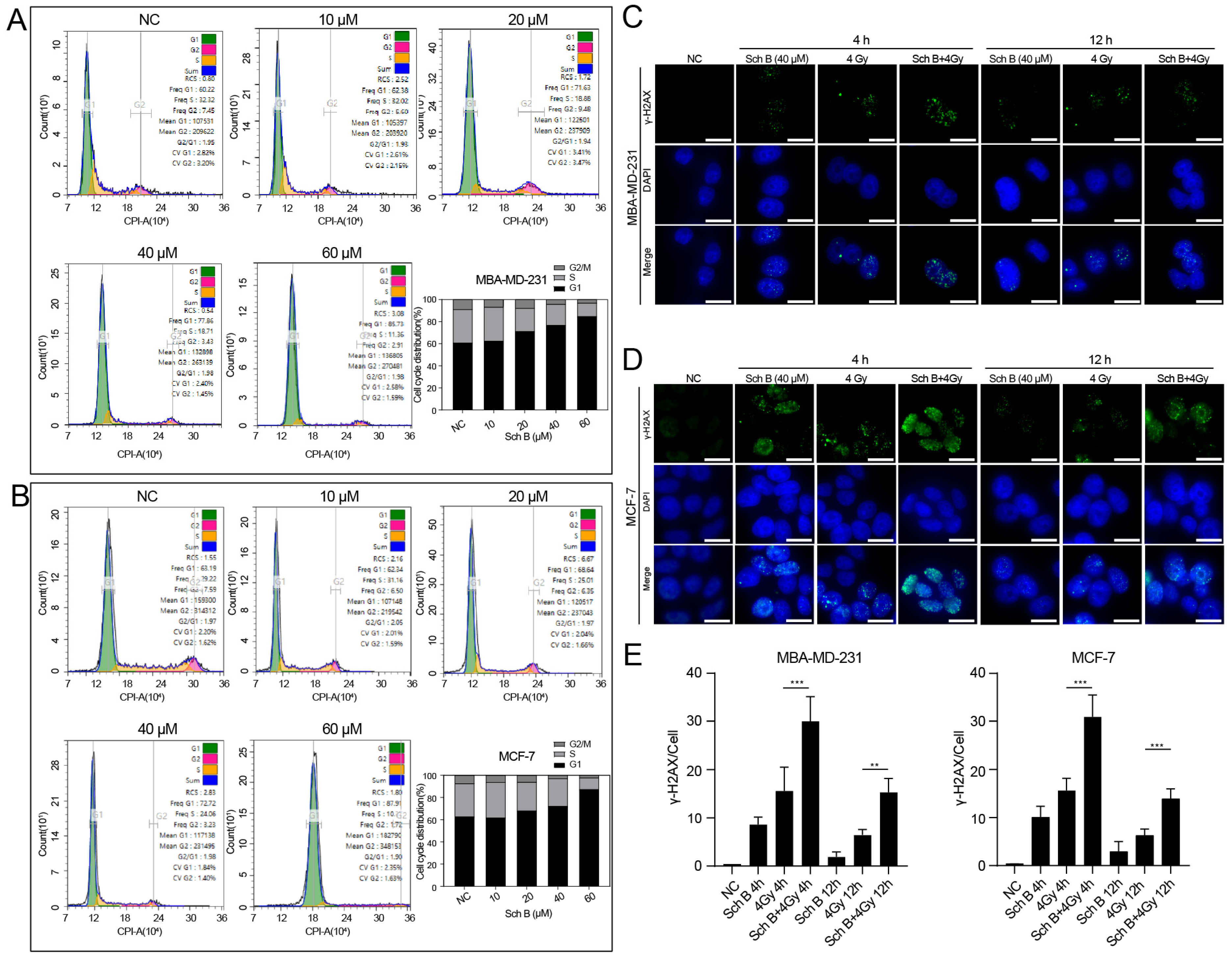 Schisandrin B Exerts Radiosensitizing Effects on Breast Cancer via Dual ...