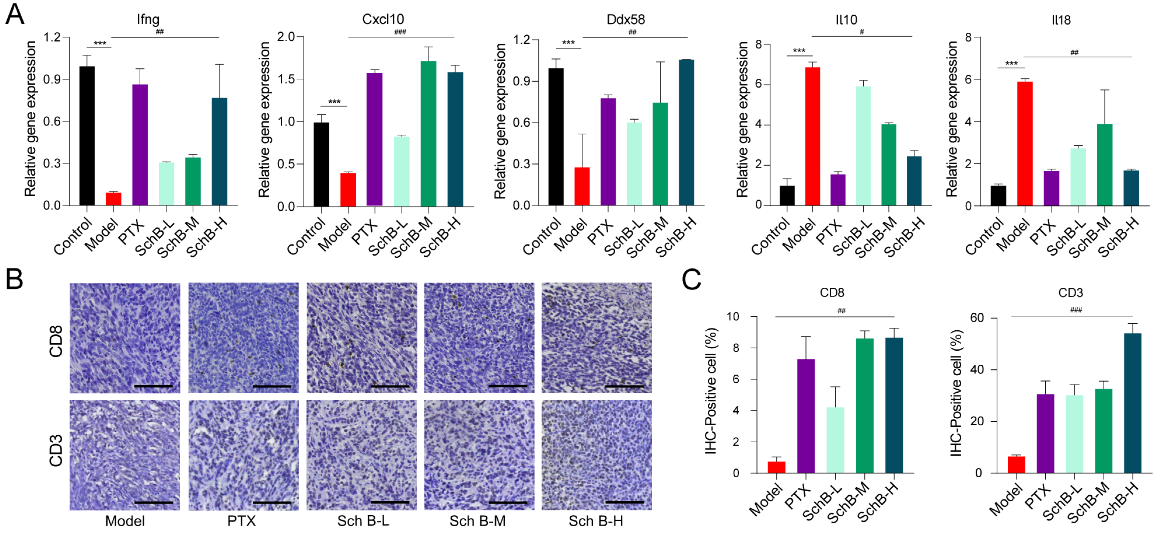 Schisandrin B Exerts Radiosensitizing Effects on Breast Cancer via Dual ...