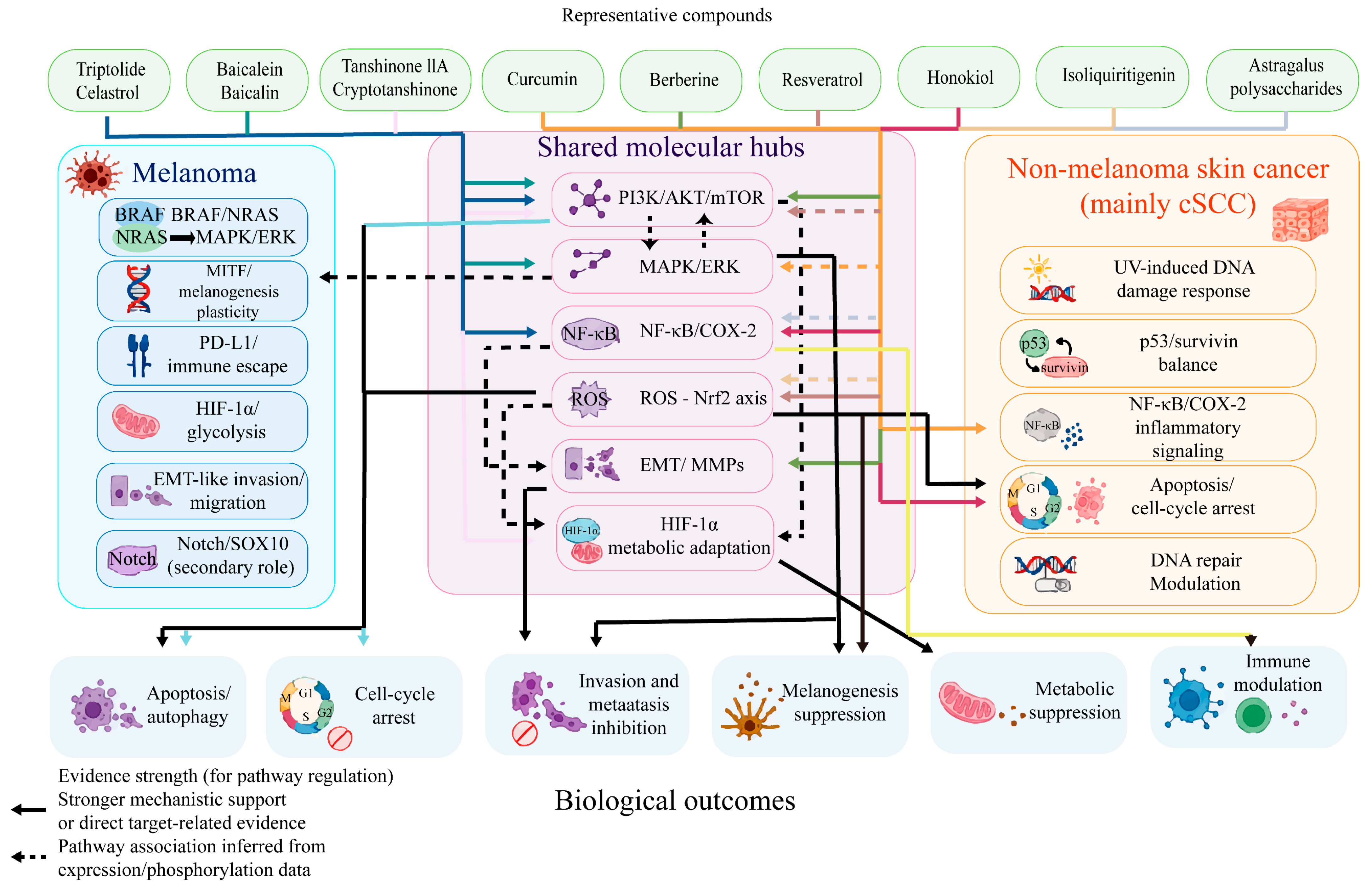 Targeting Skin Cancer with Natural Bioactive Compounds: From Molecular ...