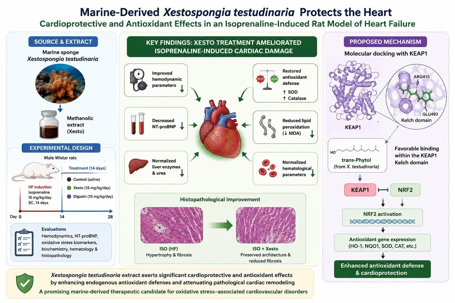Cardioprotective and Antioxidant Effects of Marine-Derived Xestospongia ...