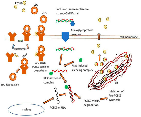 Inclisiran—Safety and Effectiveness of Small Interfering RNA in ...