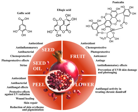 Punica granatum L. (Pomegranate) Extracts and Their Effects on Healthy ...