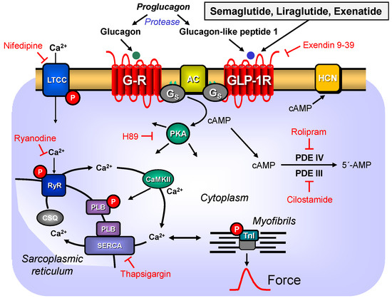 Contractile Effects of Semaglutide in the Human Atrium