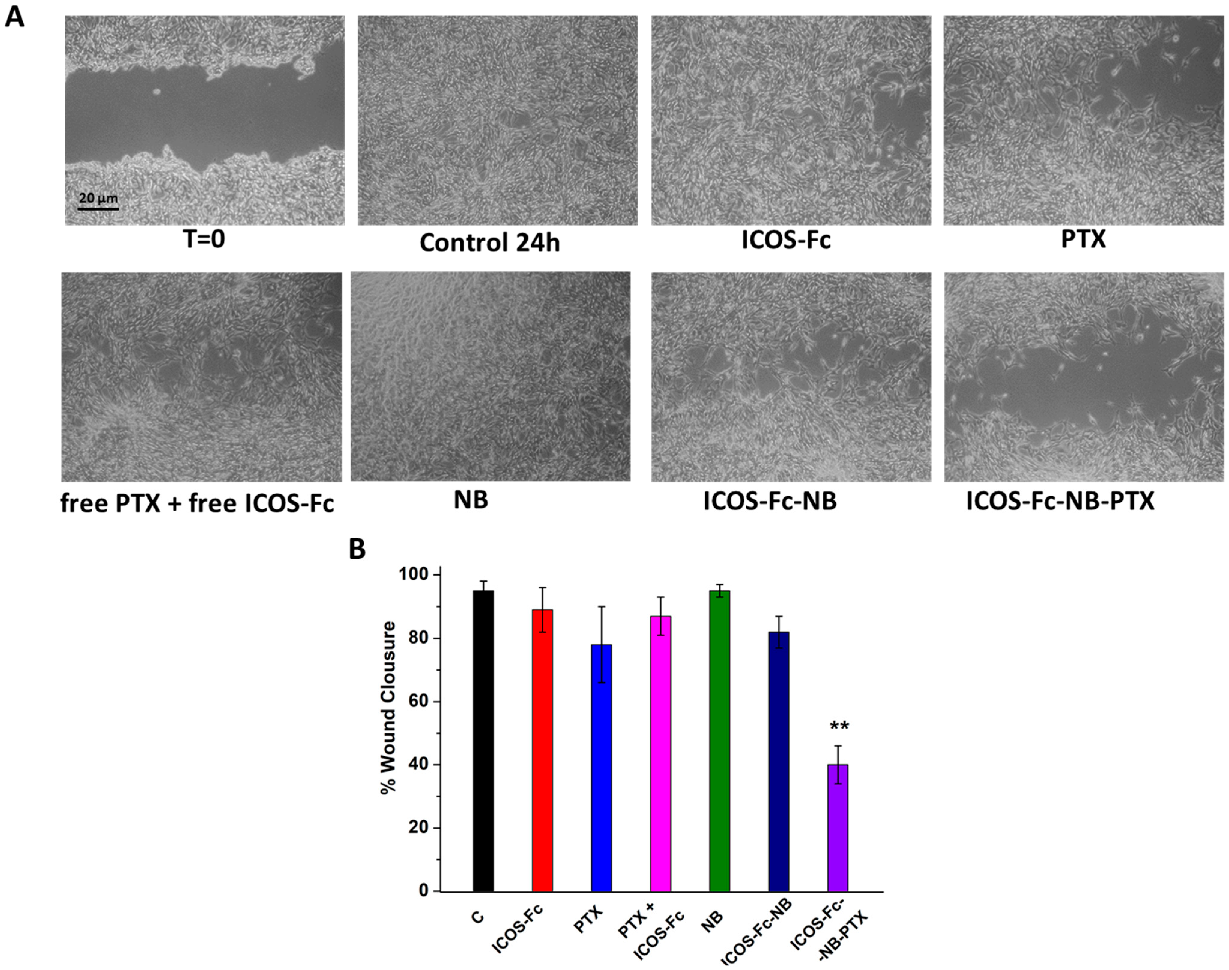 Exploring Anti-Neoplastic Activity of Chitosan Nanobubbles Decorated ...