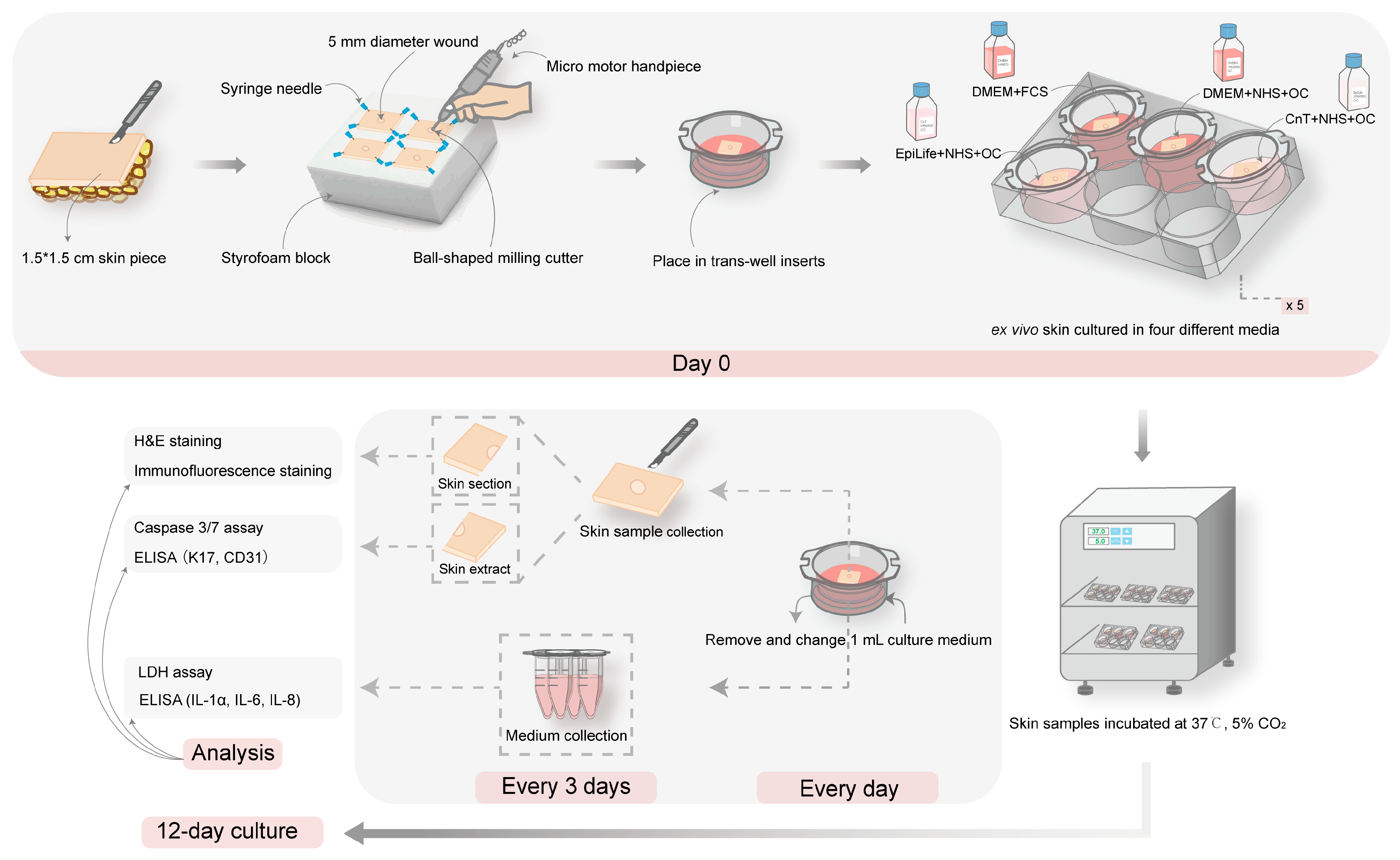 Improving the Culture of Human Skin Explants for Use in Preclinical ...