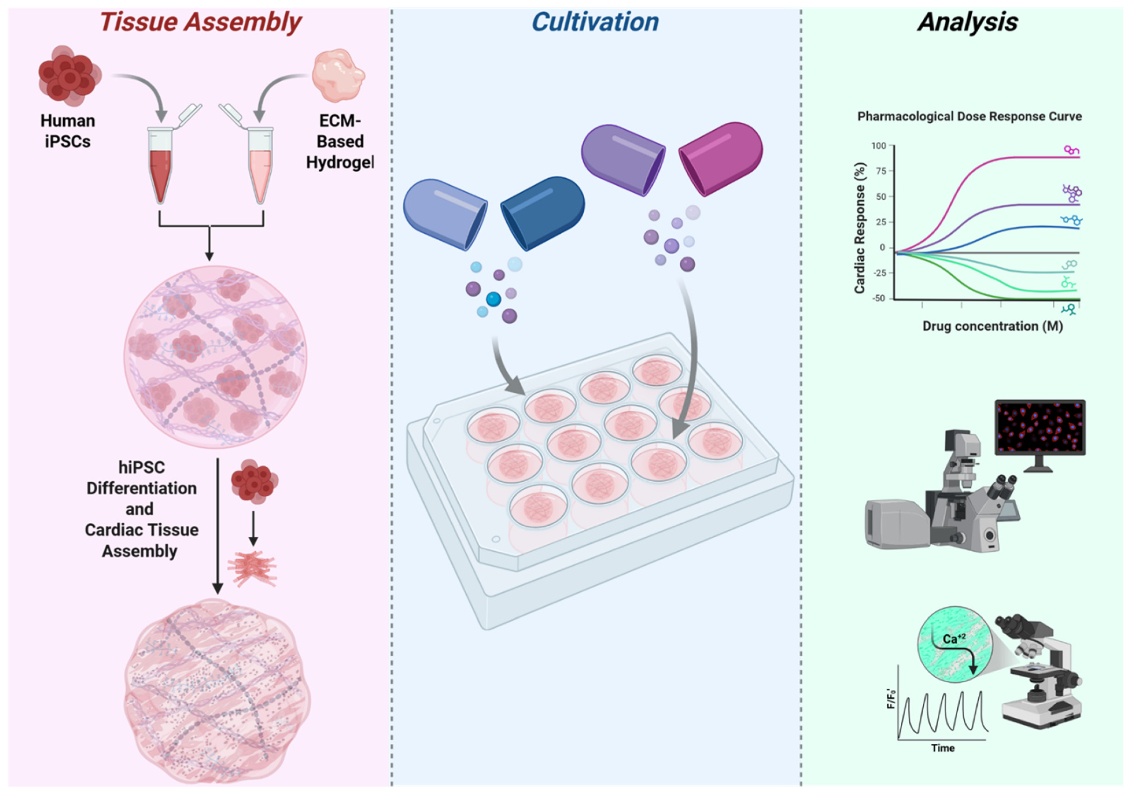 Engineering Human 3D Cardiac Tissues for Predictive Functional Drug ...