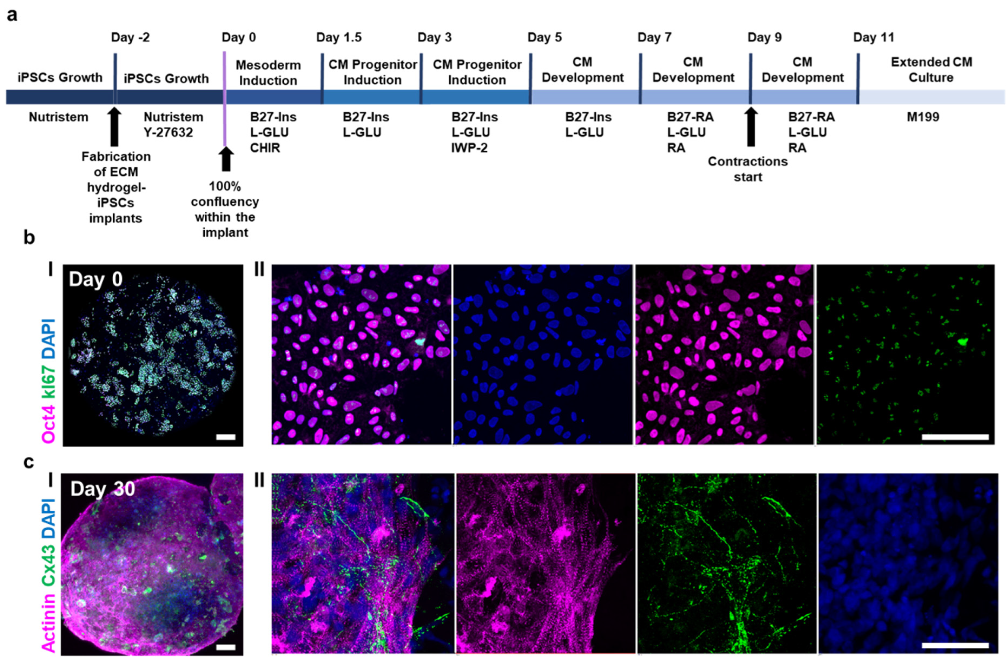 Engineering Human 3D Cardiac Tissues for Predictive Functional Drug ...