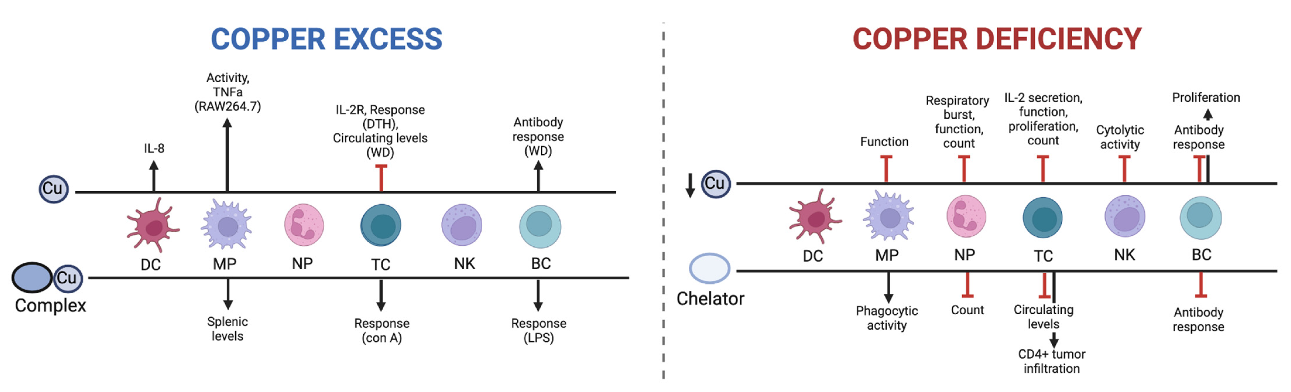 Ambivalent Copper: Mechanistically Distinct Immune Effects Driving ...