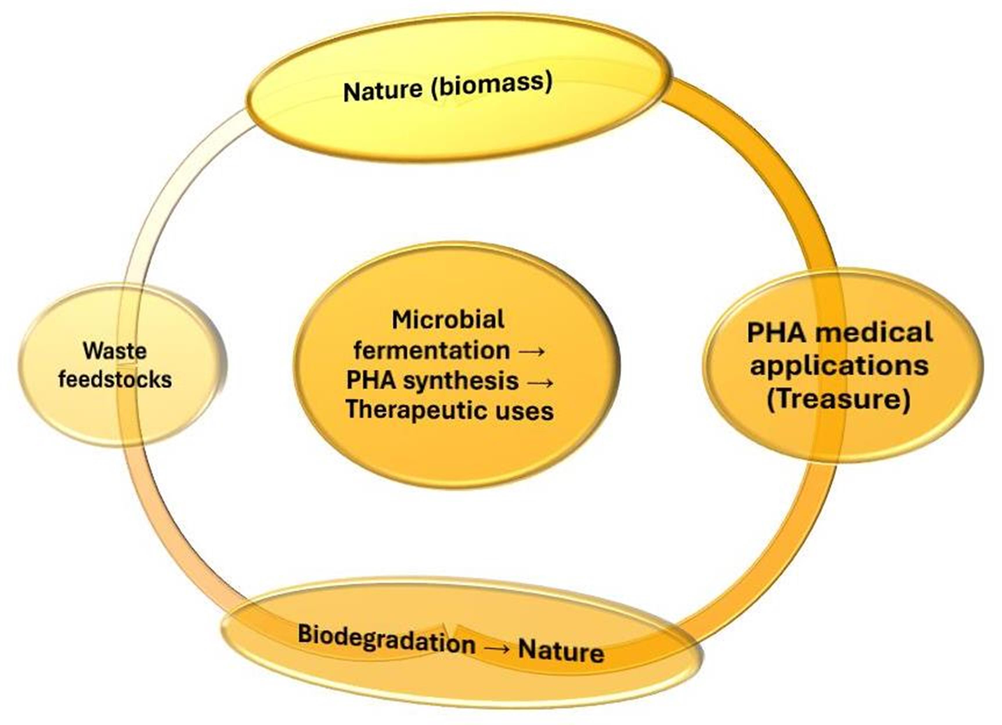 From Waste to Treasure: Therapeutic Horizons of Polyhydroxyalkanoates ...