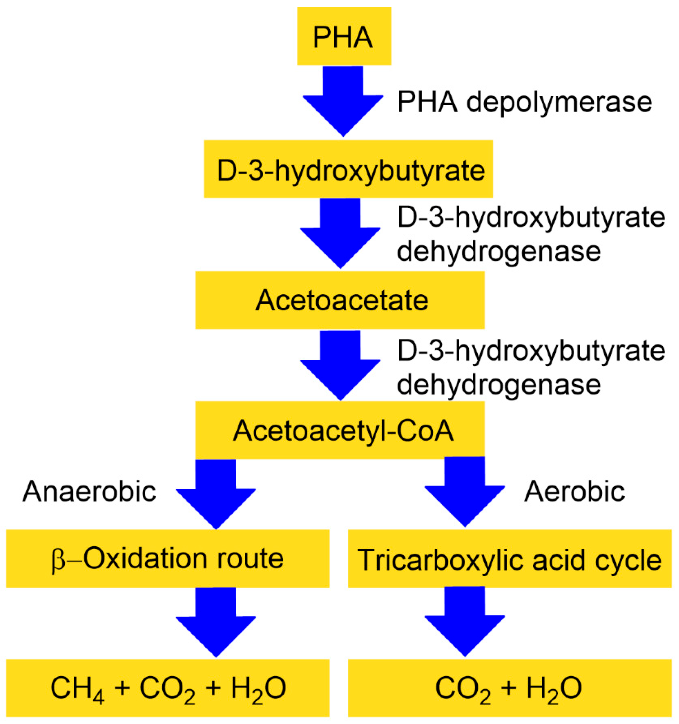 From Waste to Treasure: Therapeutic Horizons of Polyhydroxyalkanoates ...