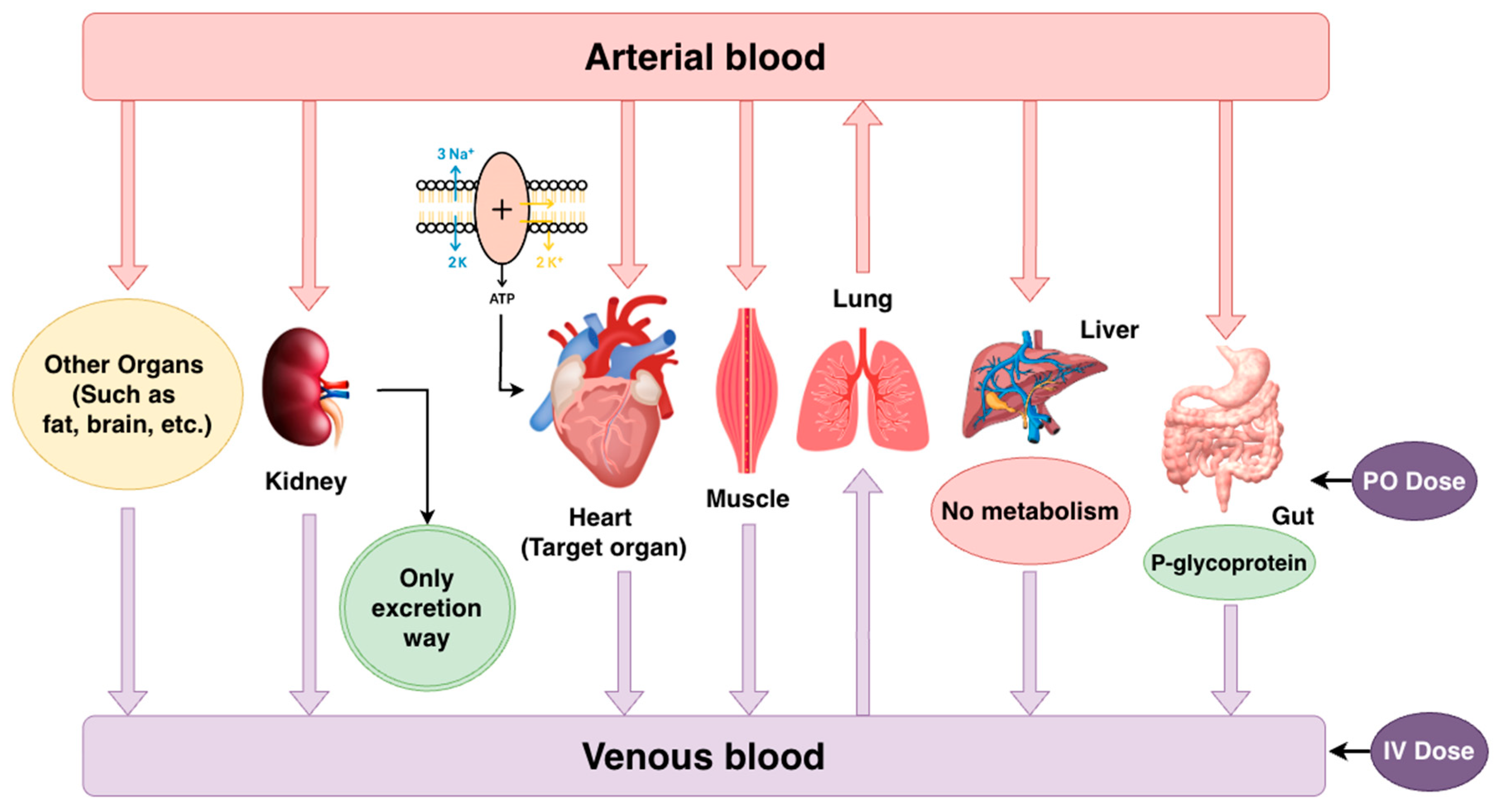 Physiologically Based Pharmacokinetic Modeling of Digoxin in Adult and ...