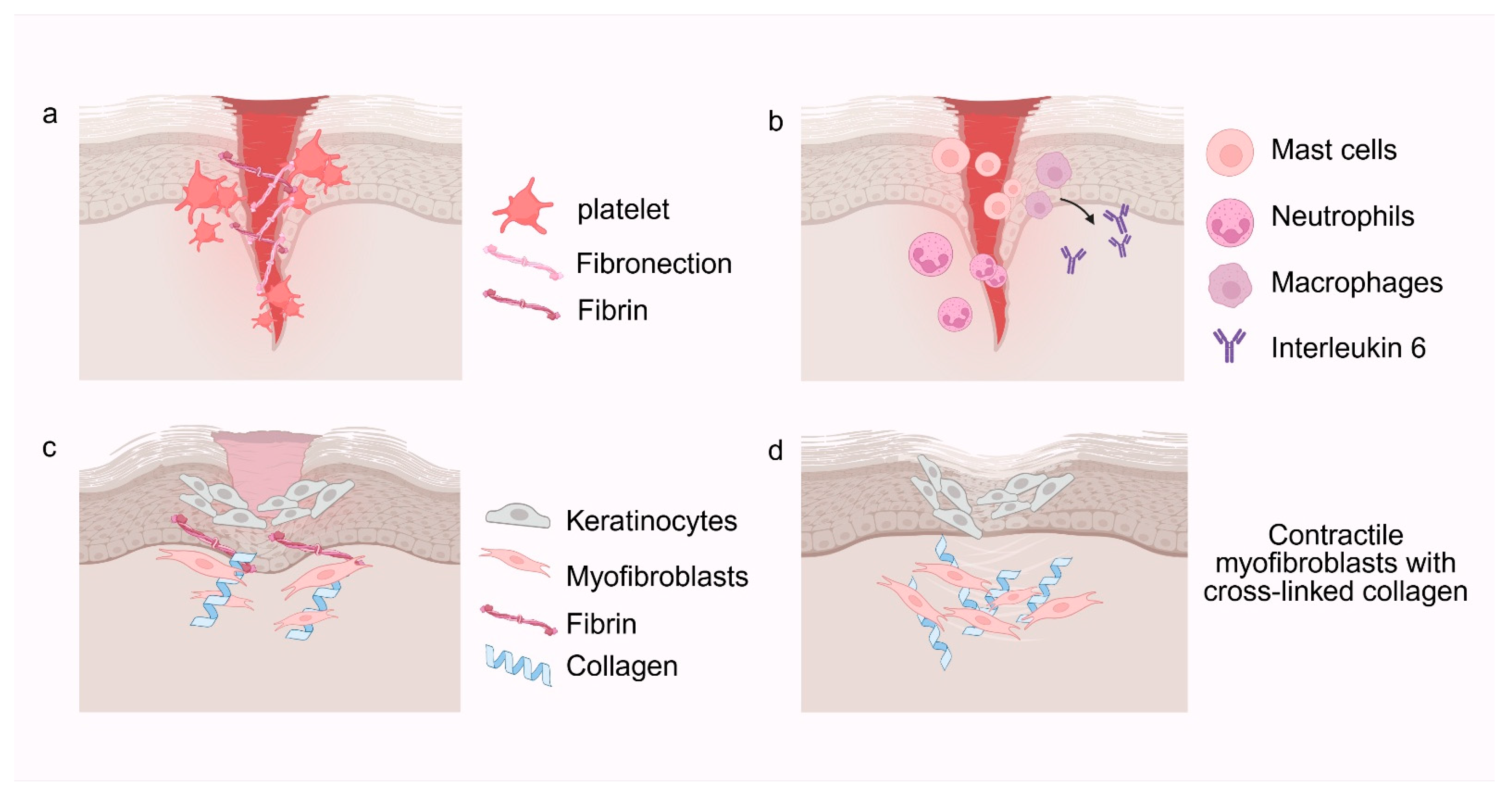 Fibroblast-Targeted Nanodelivery Systems: Mechanisms of Collagen ...