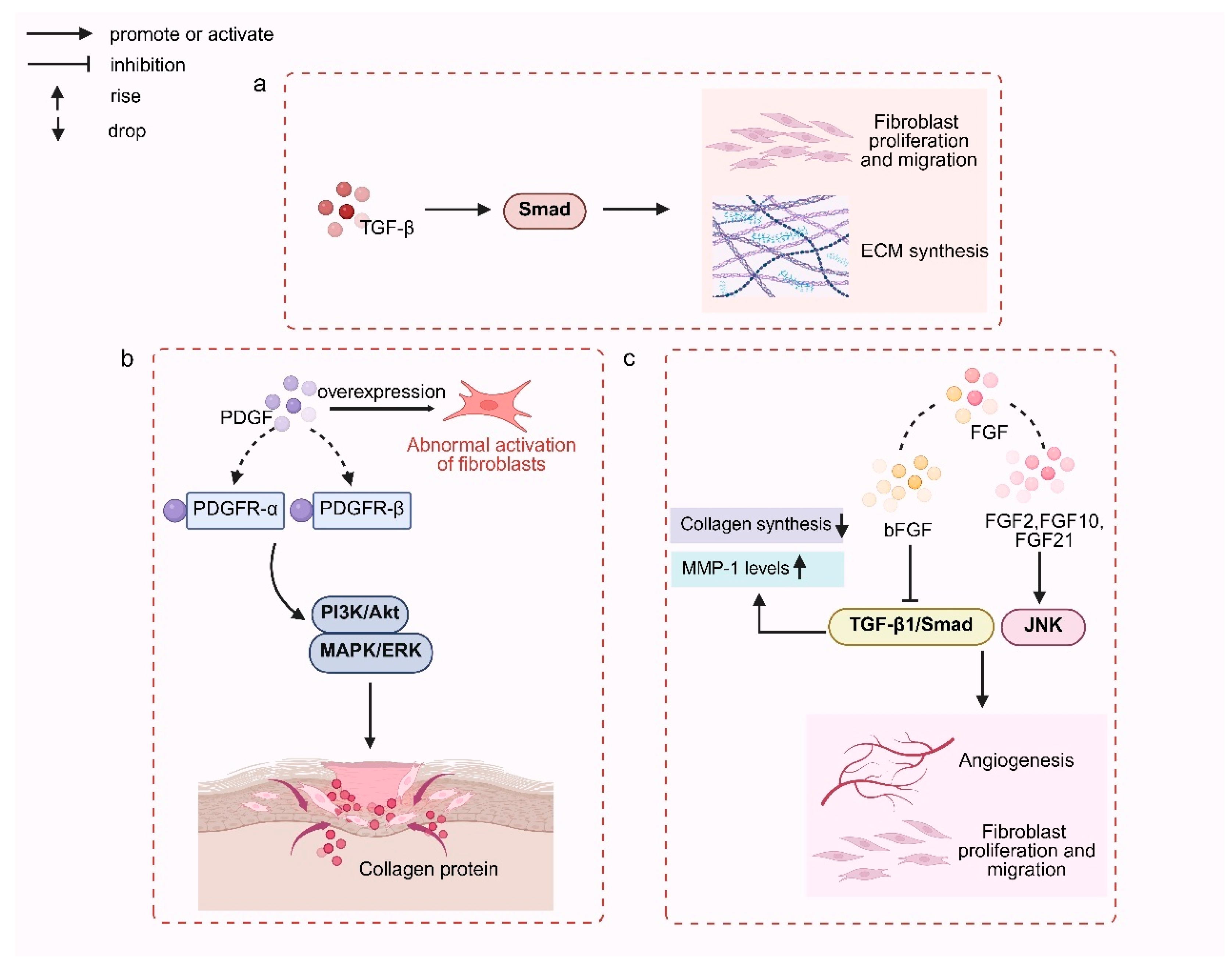 Fibroblast-Targeted Nanodelivery Systems: Mechanisms of Collagen ...