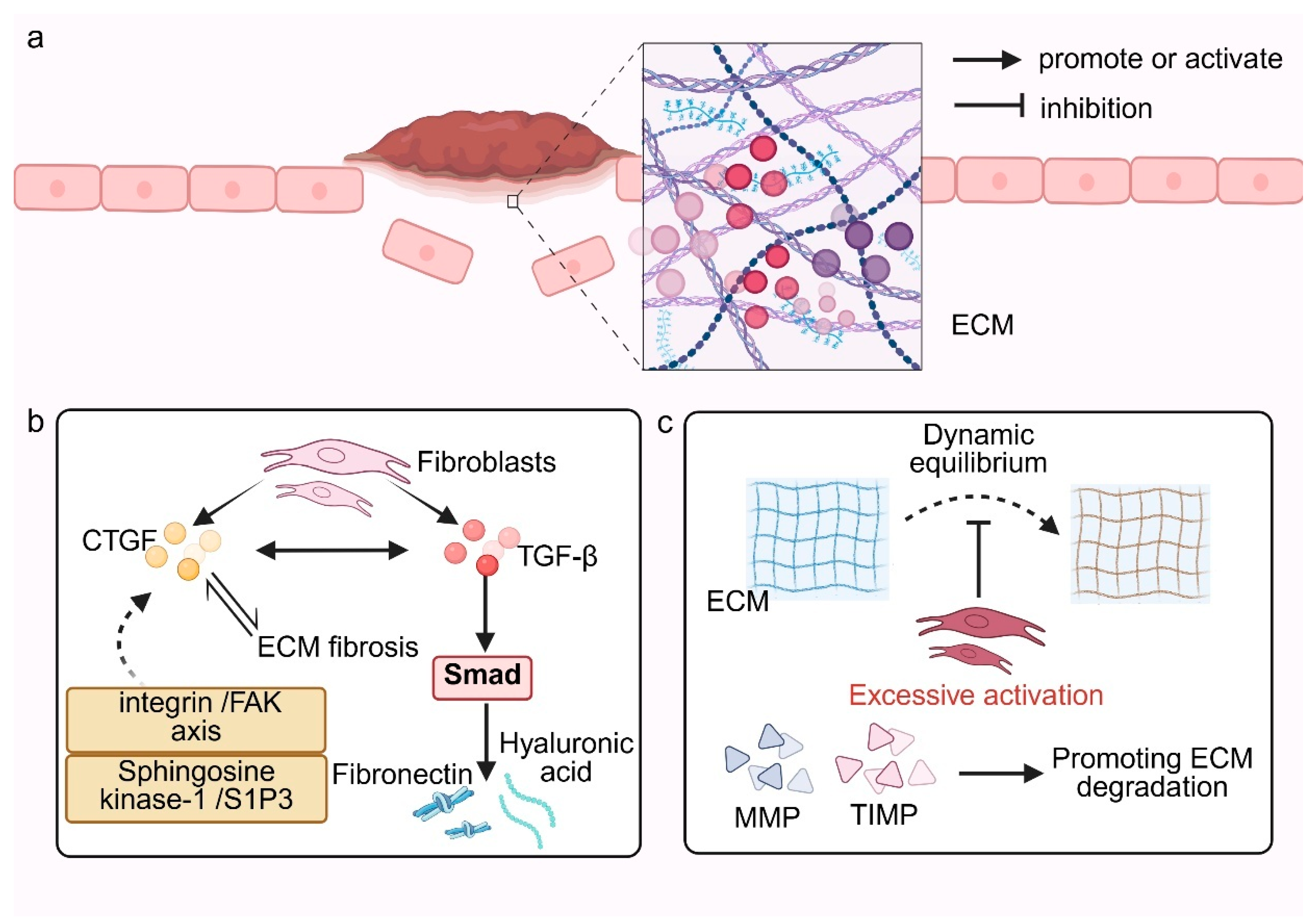 Fibroblast-Targeted Nanodelivery Systems: Mechanisms of Collagen ...