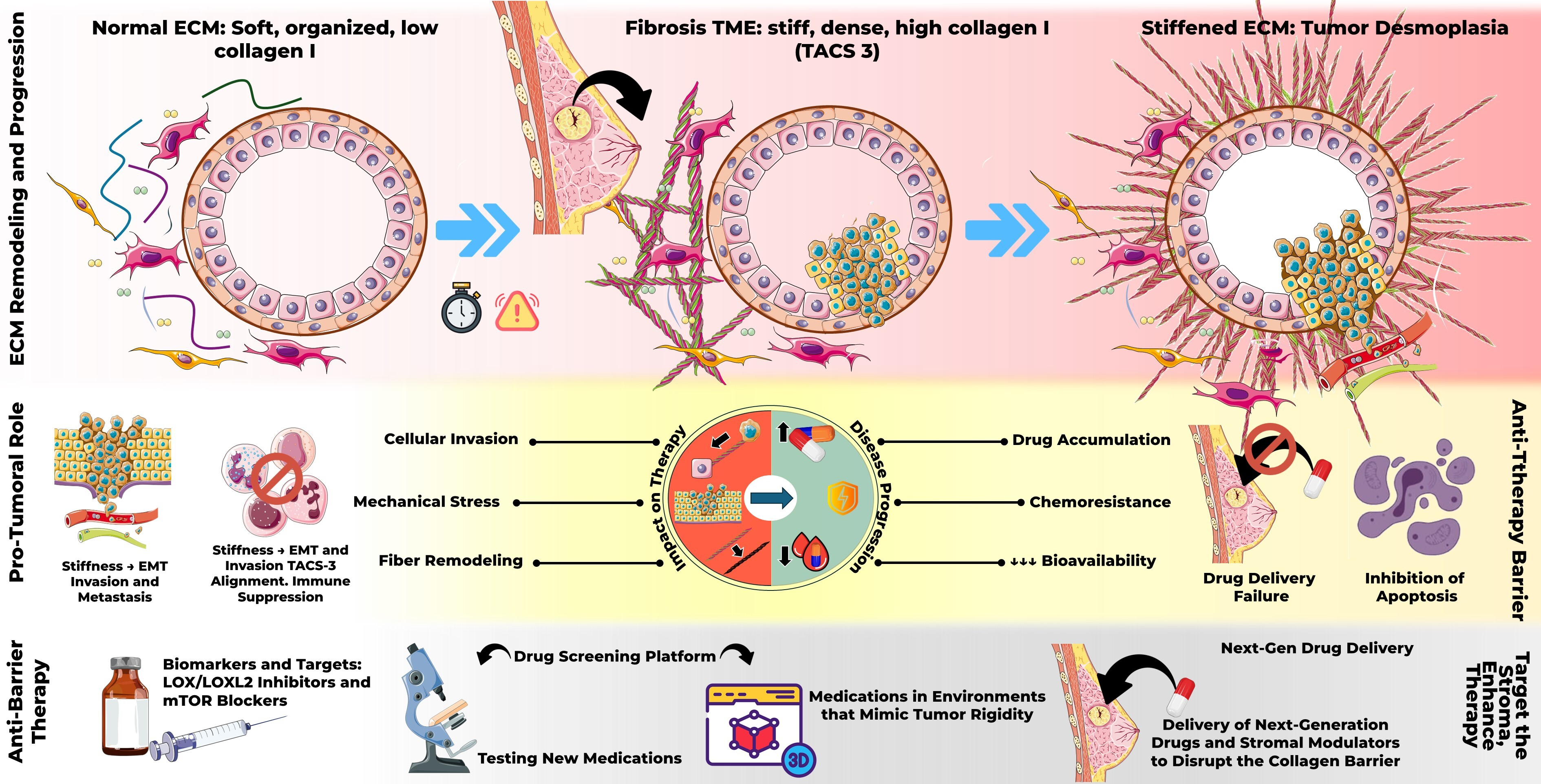 The 3D Collagen Network as a Determinant of Tumor Progression and Drug ...