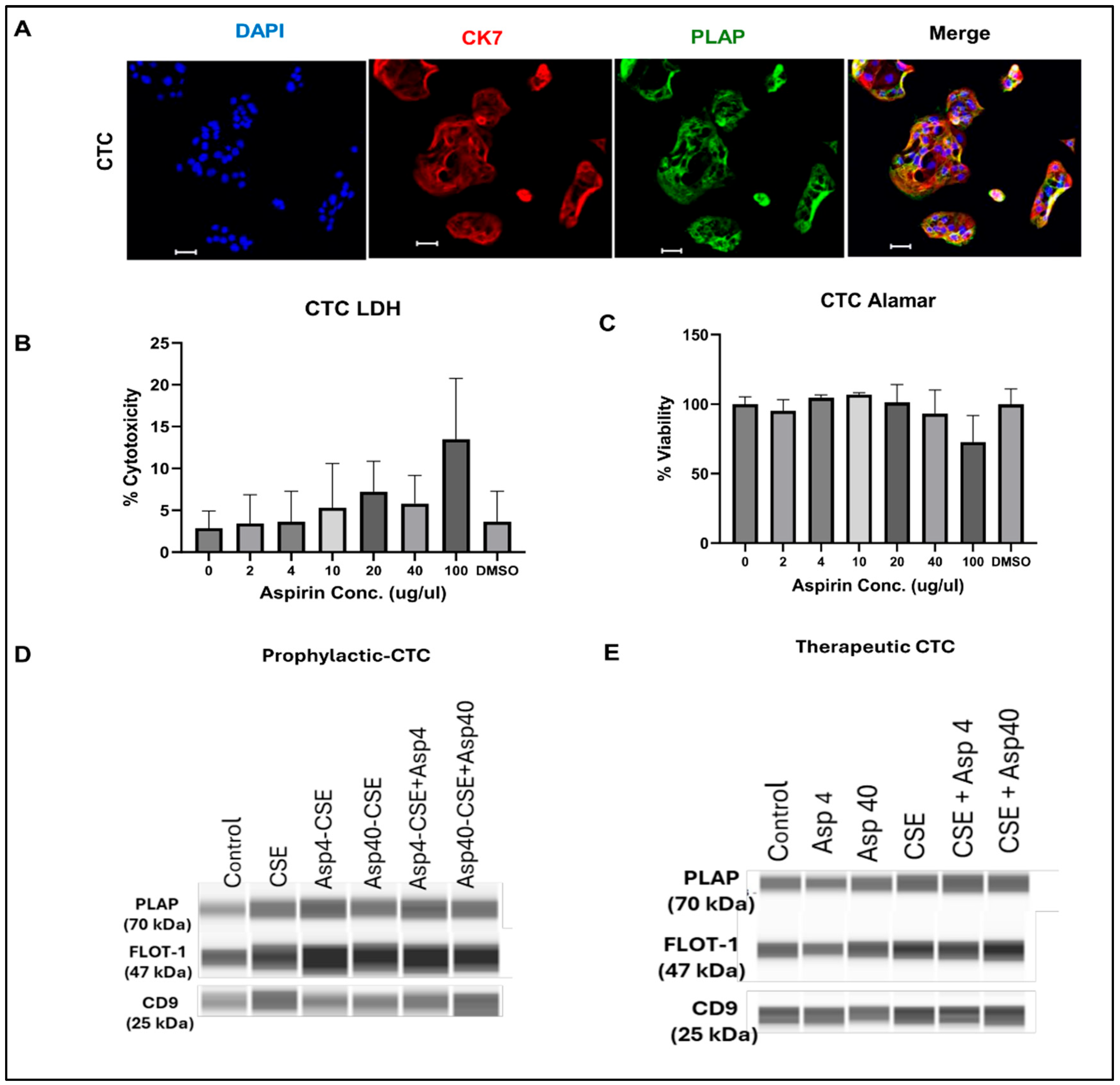 From Stress to Survival: Trophoblast-Derived Extracellular Vesicle ...