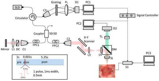 Functional Optical Coherence Tomography of Rat Cortical Neurovascular ...