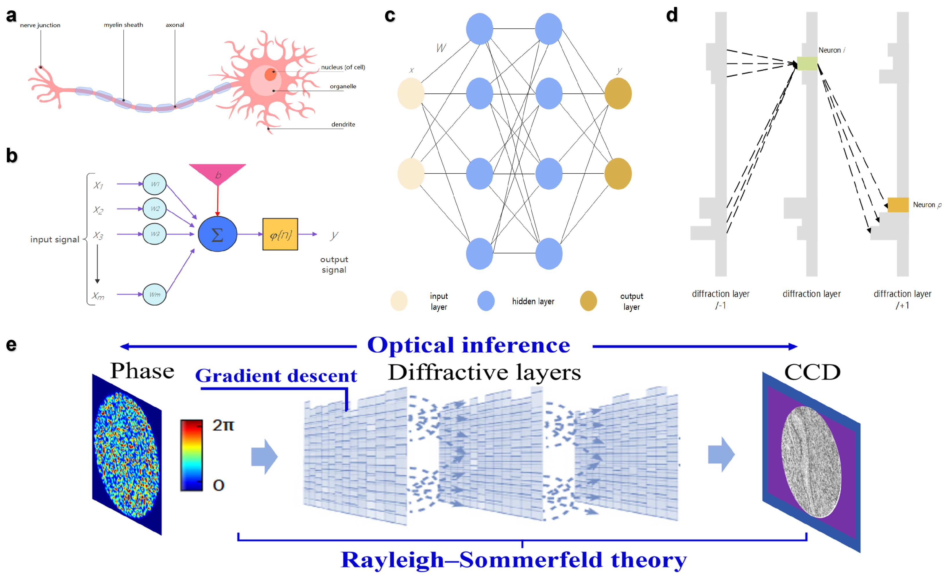 Advancements in Optical Diffraction Neural Networks