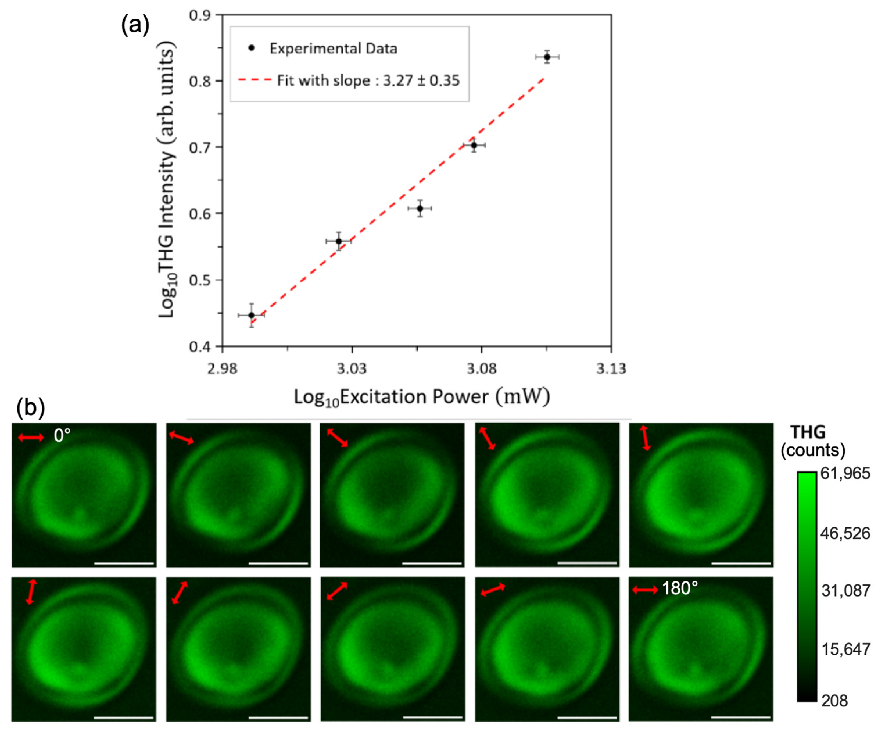 Shell–Core Structural Anisotropy in Starch Granules Probed by ...