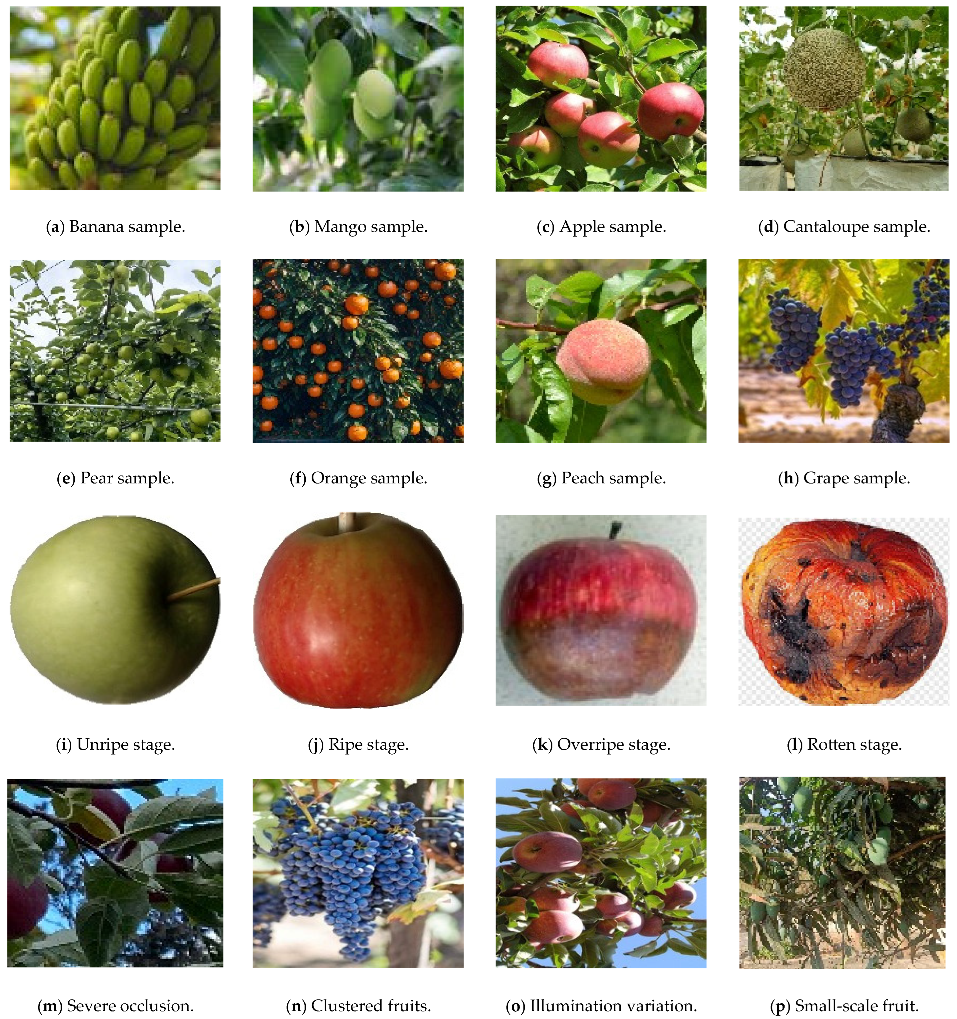 Orchard-YOLO: A Robust Deep Learning Framework for Fruit Detection ...