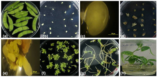 Somatic Embryogenesis and Plant Regeneration from Commercial Soybean ...