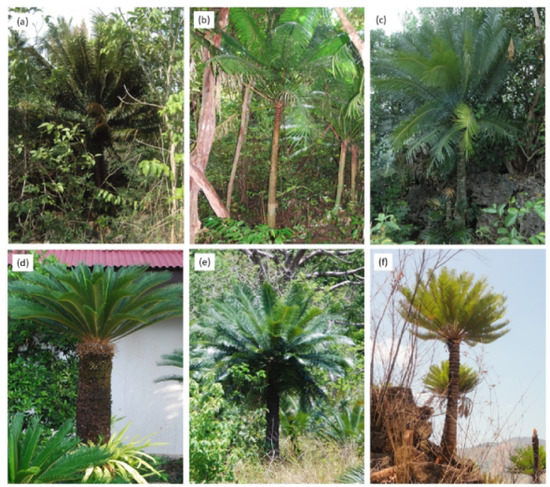Vertical Strata and Stem Carbon Dioxide Efflux in Cycas Trees