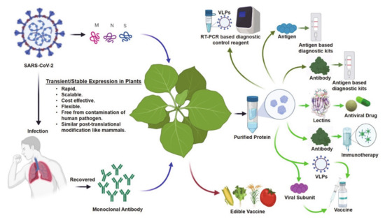 COVID-19 Crisis: How Can Plant Biotechnology Help?
