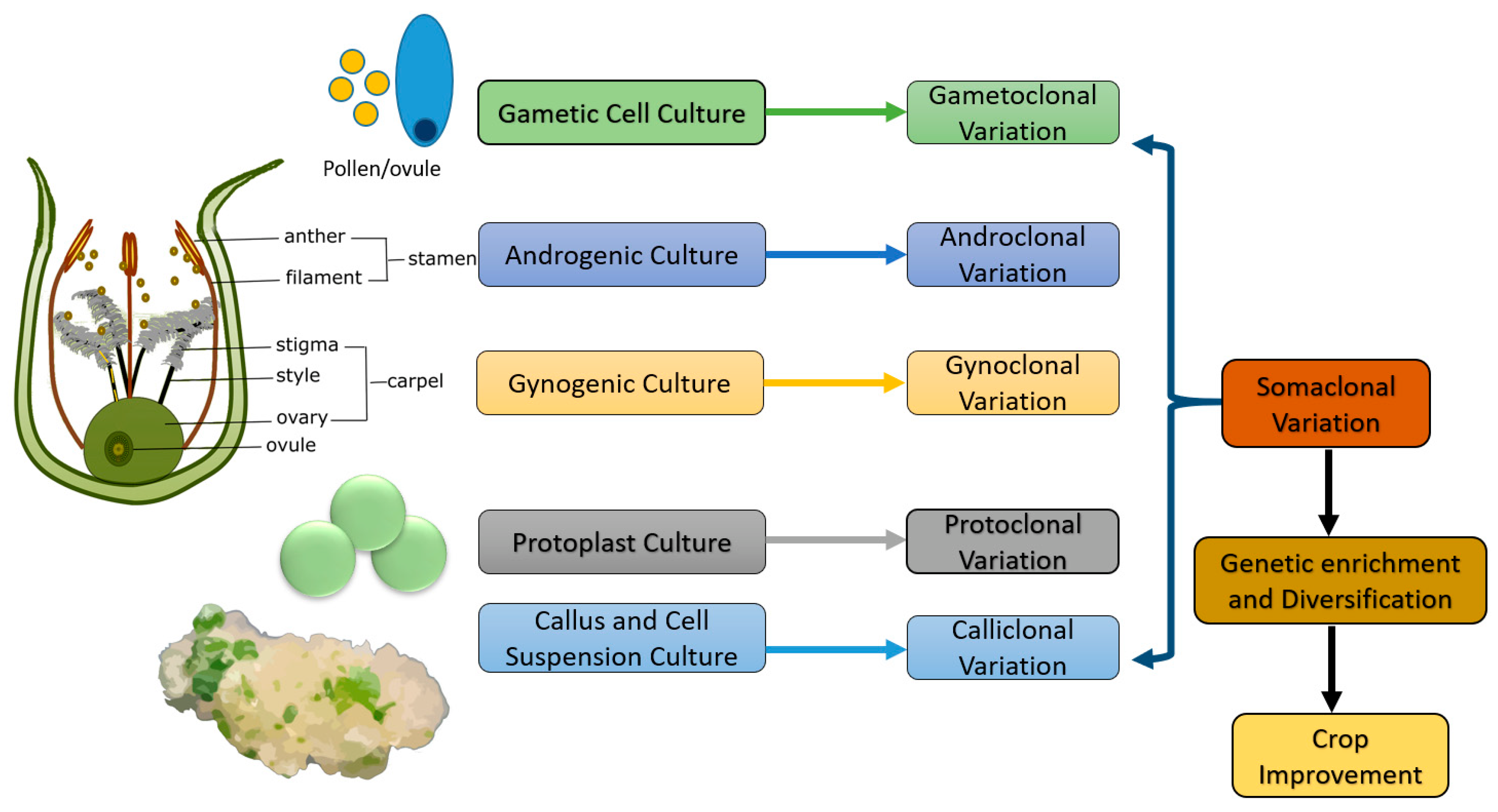 Plants Free Full Text Applications Of In Vitro Tissue Culture Plants Free Full Text Applications Of In Vitro Tissue Culture
