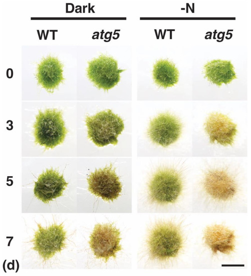 Hydrogen Peroxide Mediates Premature Senescence Caused by Darkness and ...