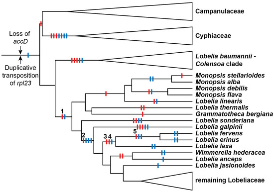 DNA Sequence Analysis of an Inversion Hot Spot in Lobeliaceae Plastomes