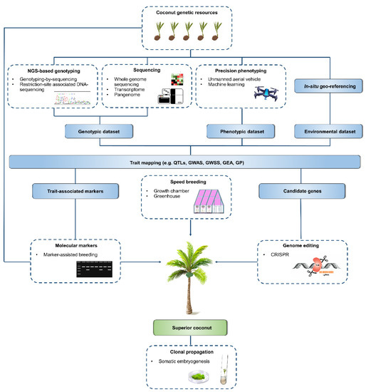 Plants | Free Full-Text | Improving Coconut Using Modern Breeding ...