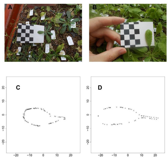Plants | Free Full-Text | Functional Mapping of Genes Modulating Plant ...