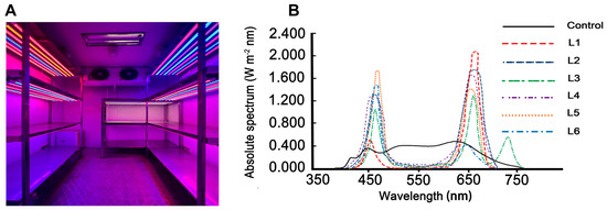 A Novel LED Light Radiation Approach Enhances Growth in Green and ...