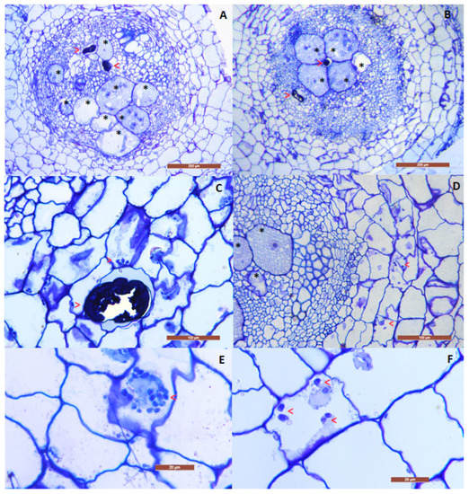 Effect of Pochonia chlamydosporia Endophytism and Meloidogyne incognita ...