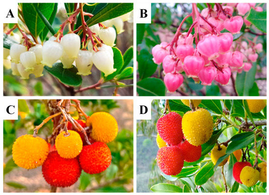 Next-Generation Sequencing (NGS) Identified Species-Specific SSR and ...