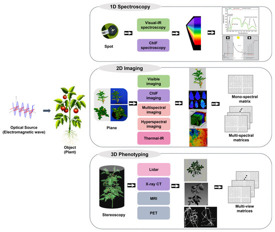 Plant Phenotype