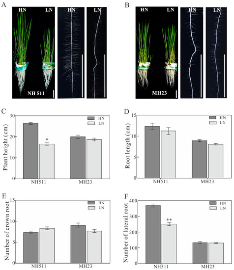 Transcriptomic and Physiological Analyses of Two Rice Restorer Lines under Different Nitrogen ...