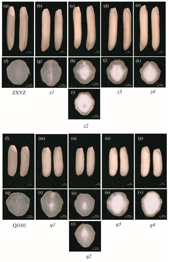 Starch Properties and Morphology of Eight Floury Endosperm Mutants in Rice