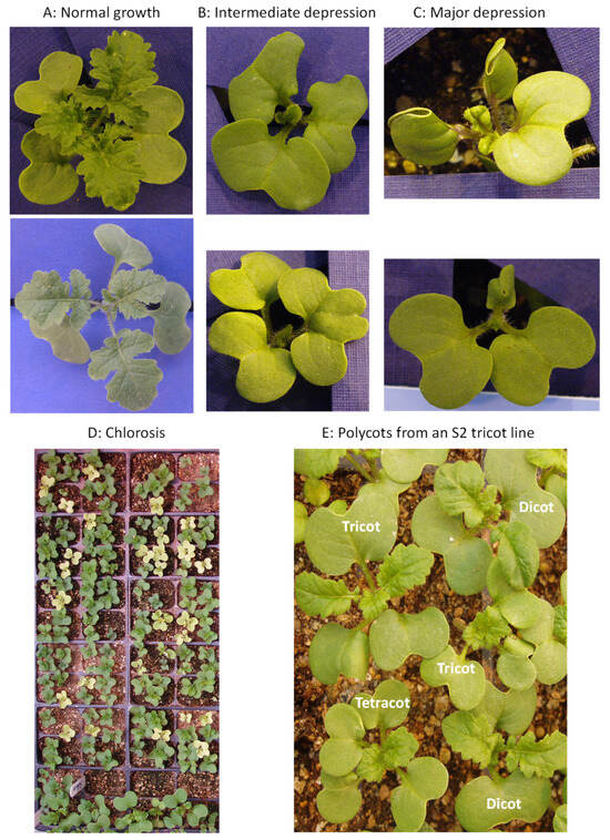 A Set of Yellow Mustard (Sinapis alba L.) Germplasm with Polycotyledony